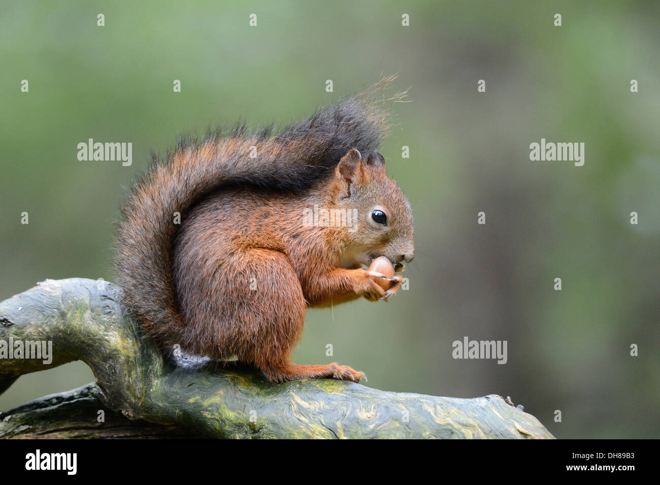 Squirrel norway hi-res stock photography and images - Alamy