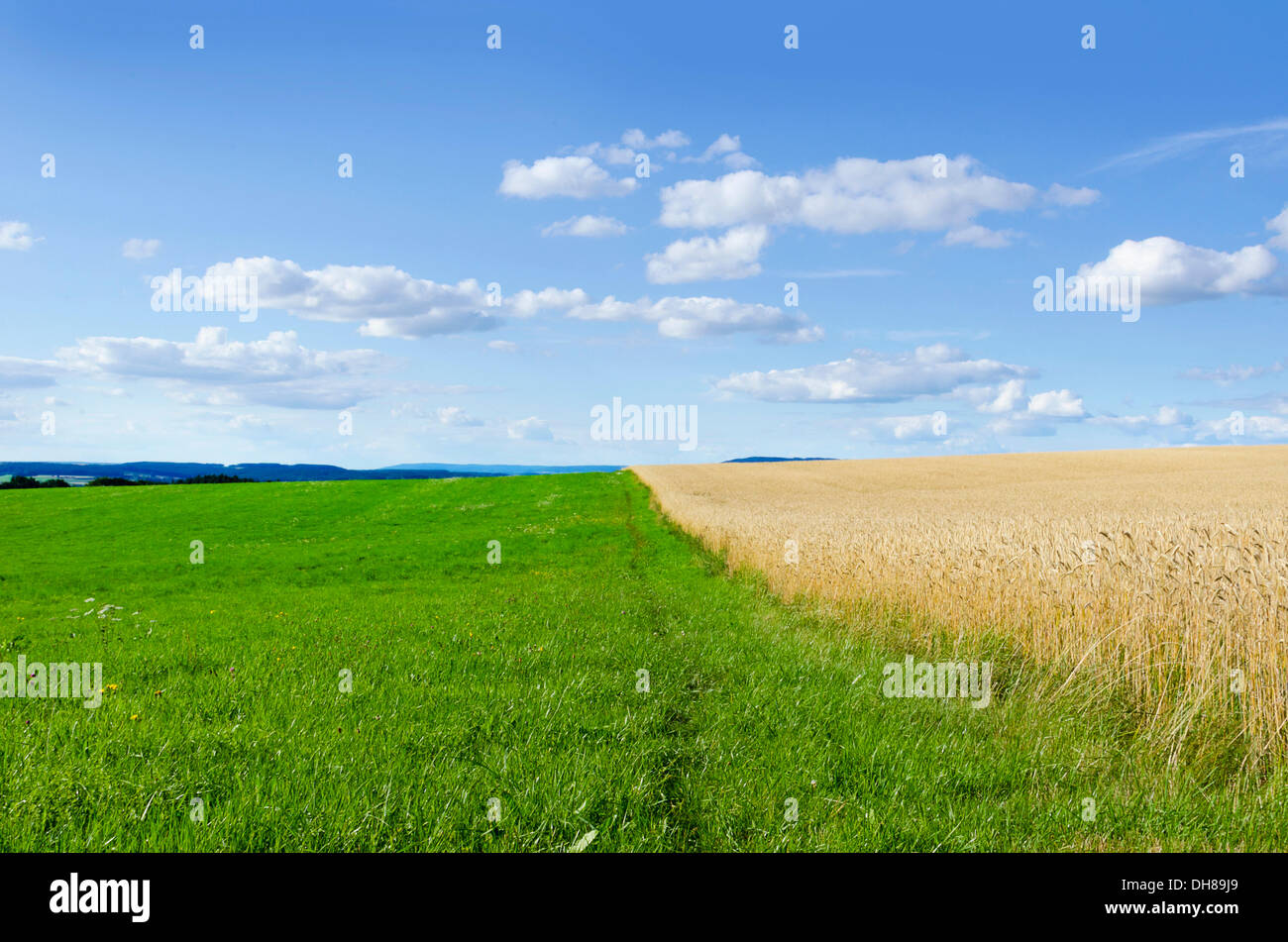 Franconian summer landscape with barley field, near Nuremberg, Bavaria ...