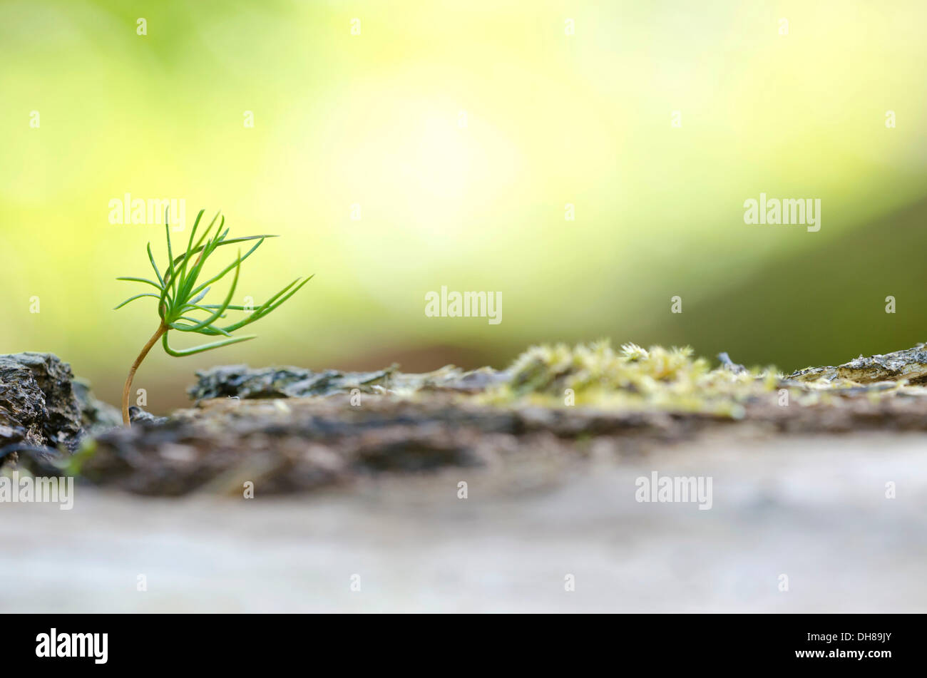 Pine seedling, Scots Pine (Pinus sylvestris), growing on a tree trunk ...