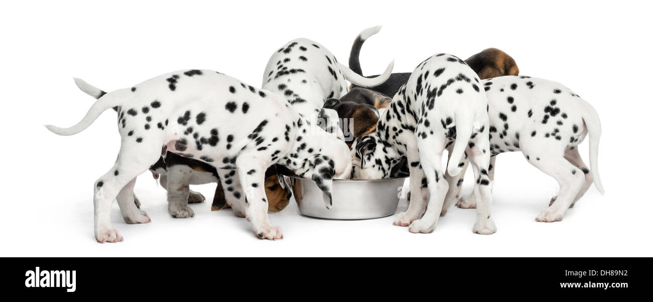 Group of Dalmatian and Beagle puppies eating all together against white ...