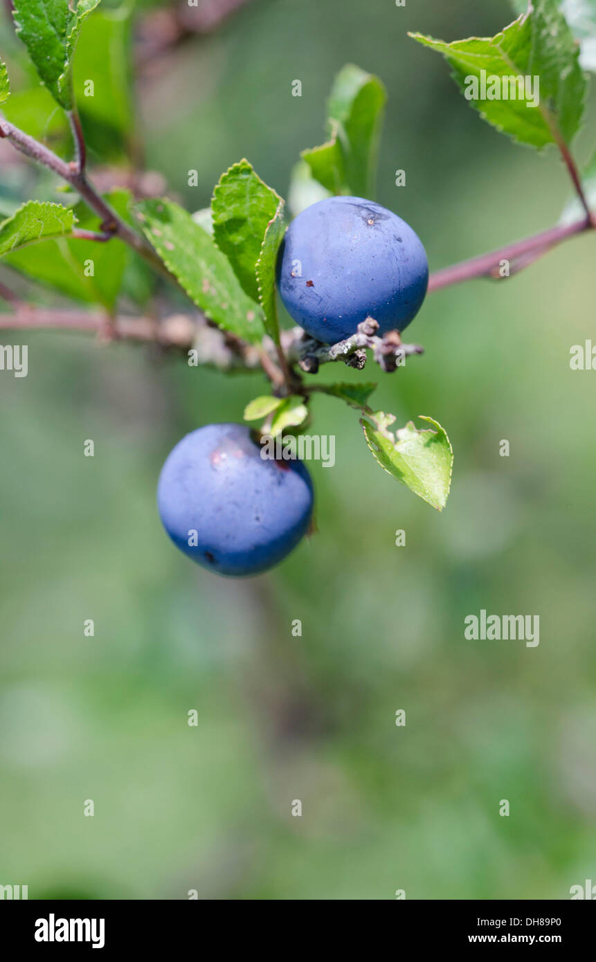 Sloe stone hi-res stock photography and images - Alamy