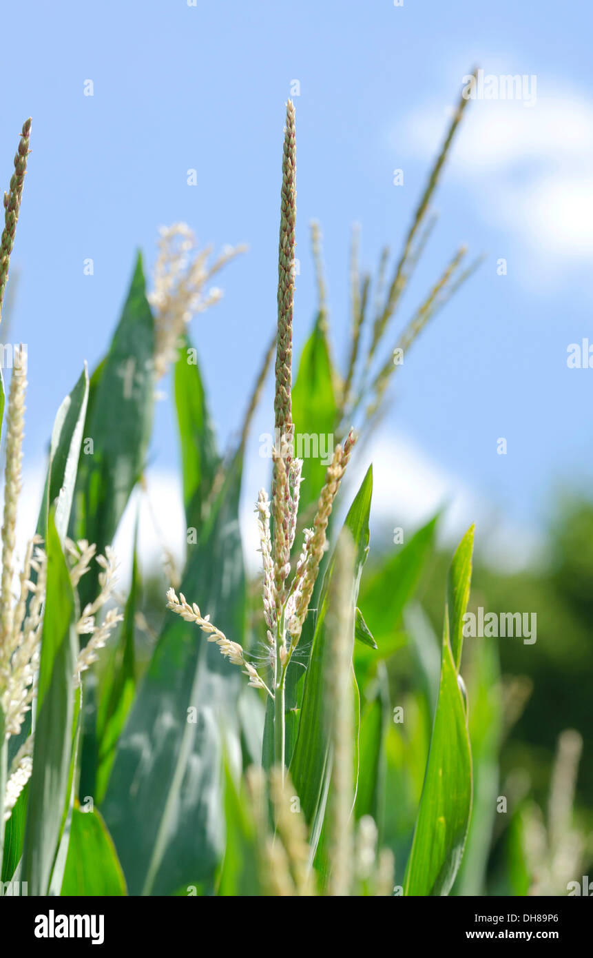 Field of Corn (Zea mays Stock Photo - Alamy