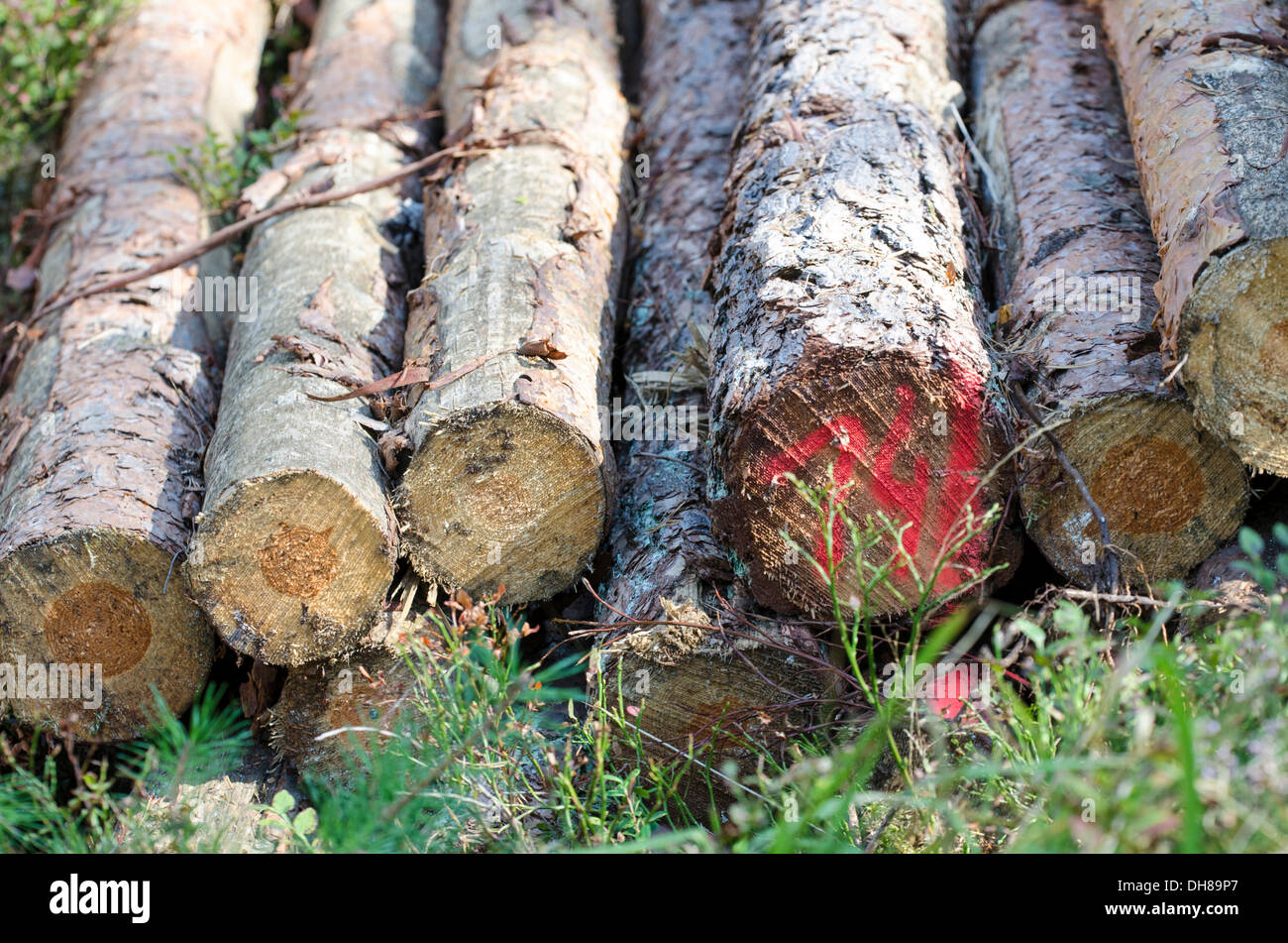 Felled pines hi-res stock photography and images - Alamy
