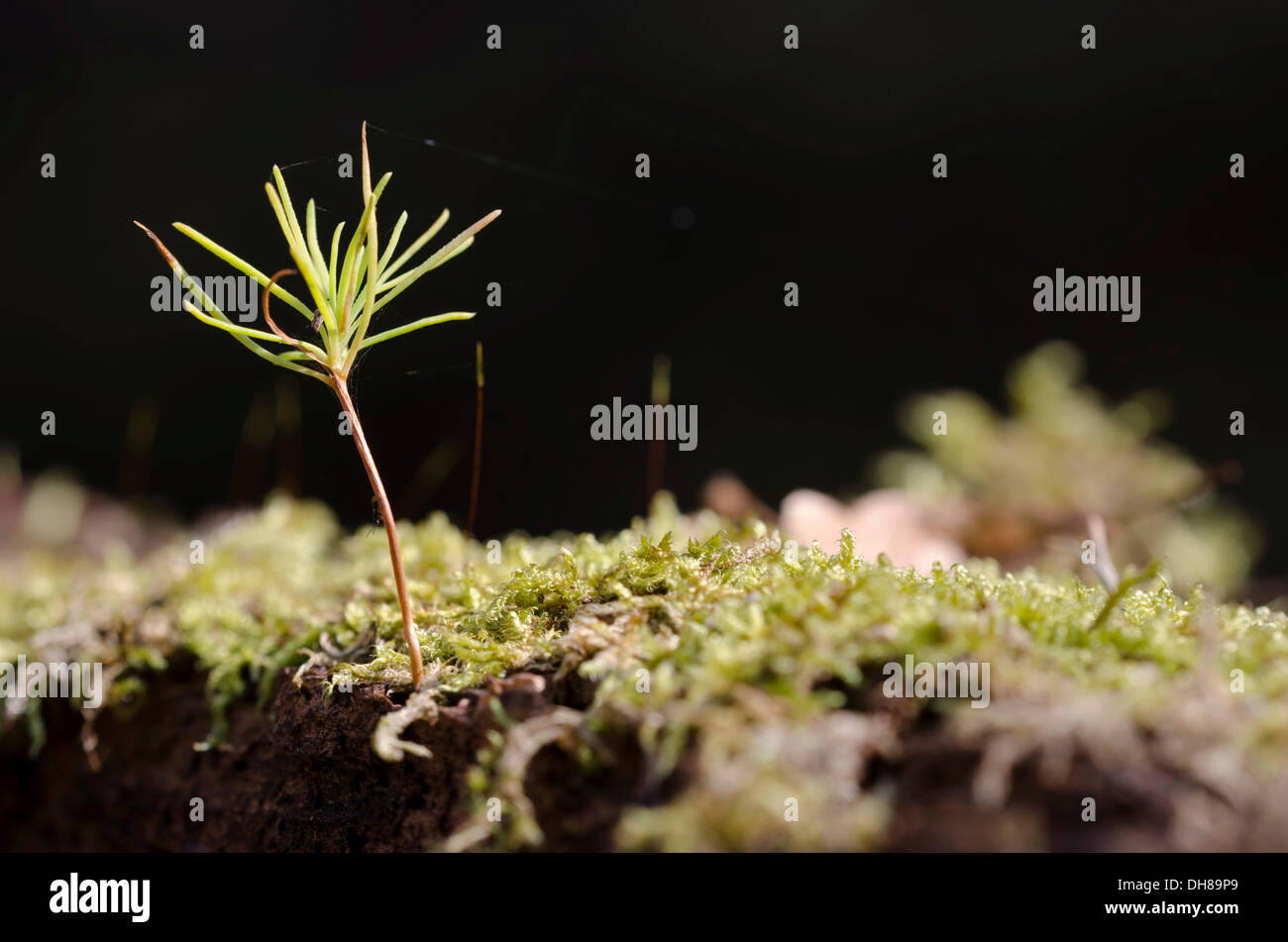 Scots Pine (Pinus sylvestris), seedling growing on a tree trunk Stock ...