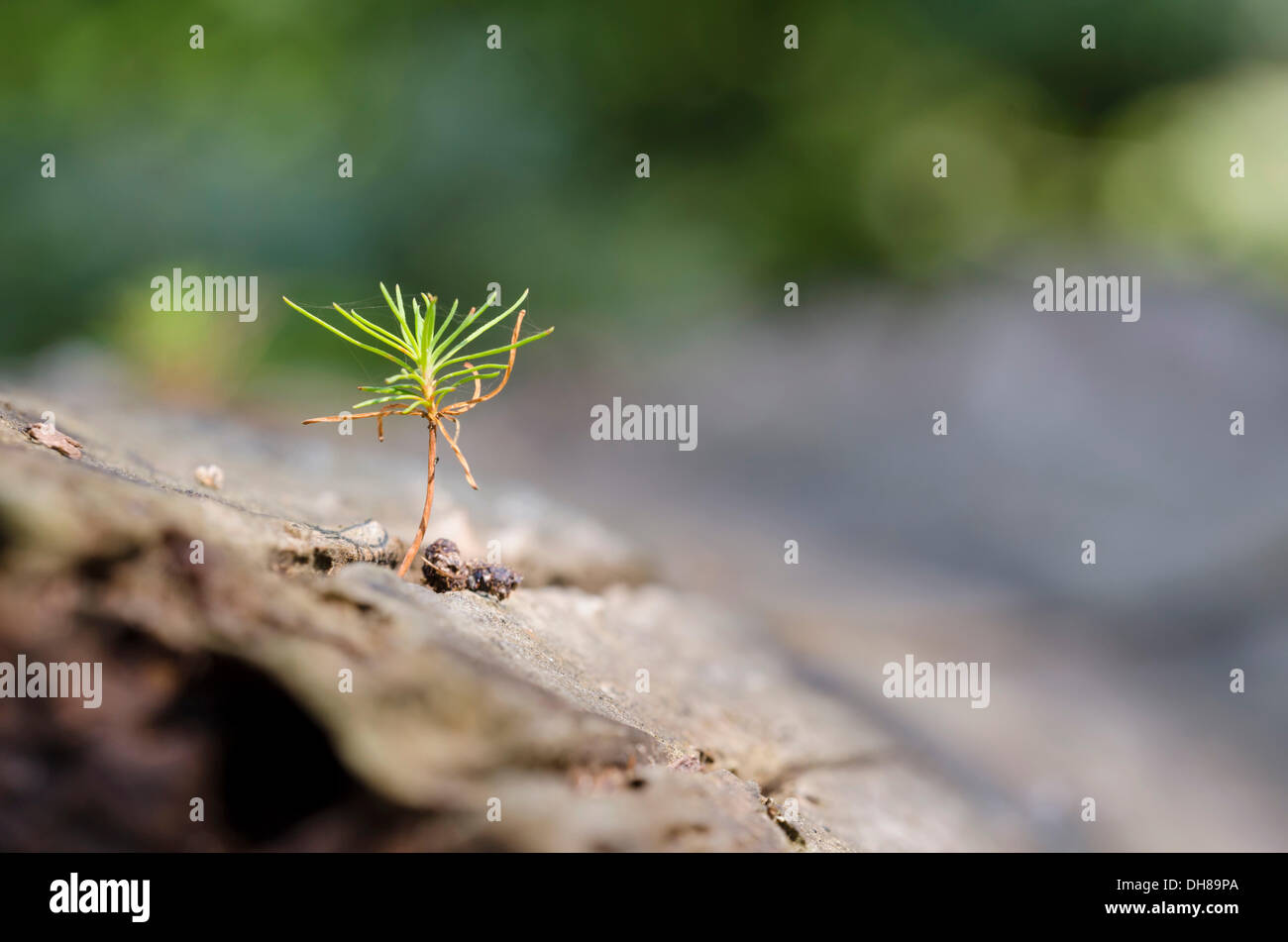 Scots Pine (Pinus sylvestris), seedling growing on a tree trunk Stock ...