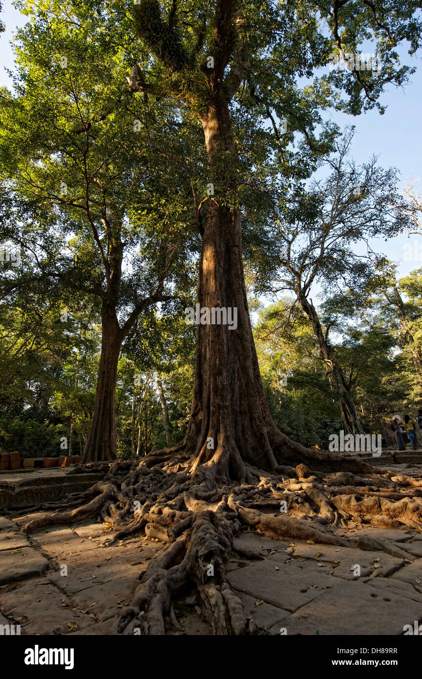 Trees overgrowing the temple complex of Ta Prohm, Ta Prohm, Siem Reap ...