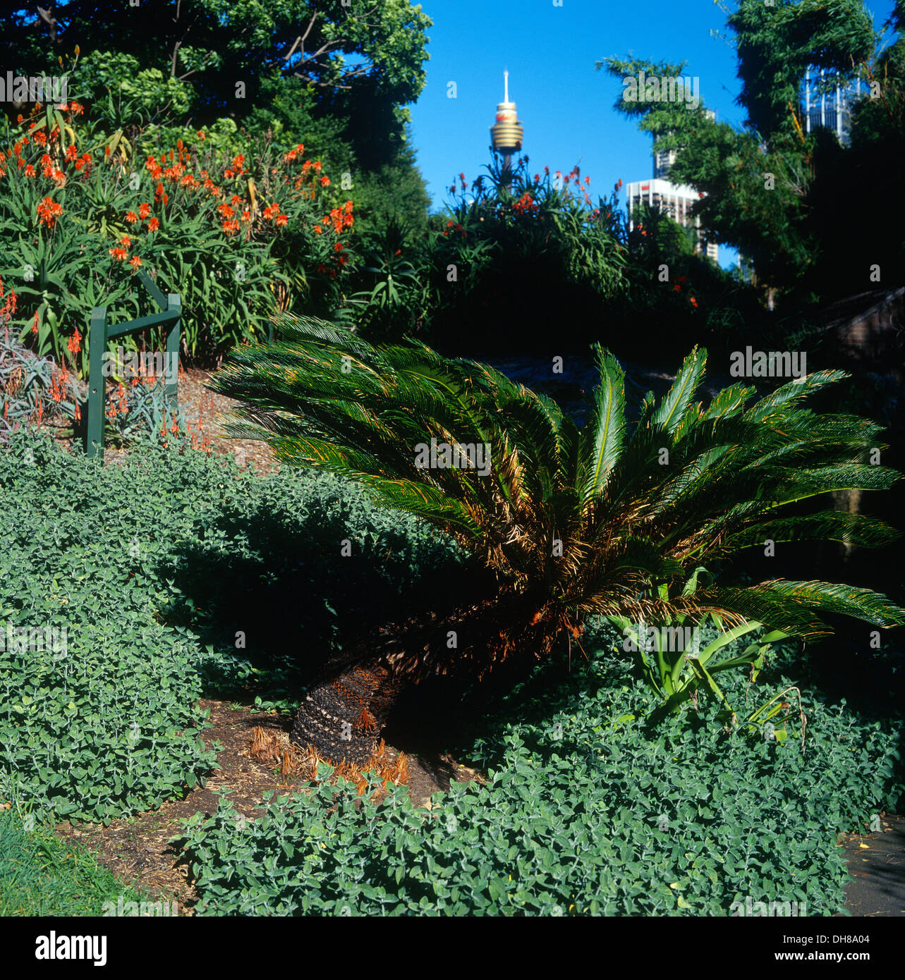 Royal Botanical Gardens in Sydney Stock Photo - Alamy