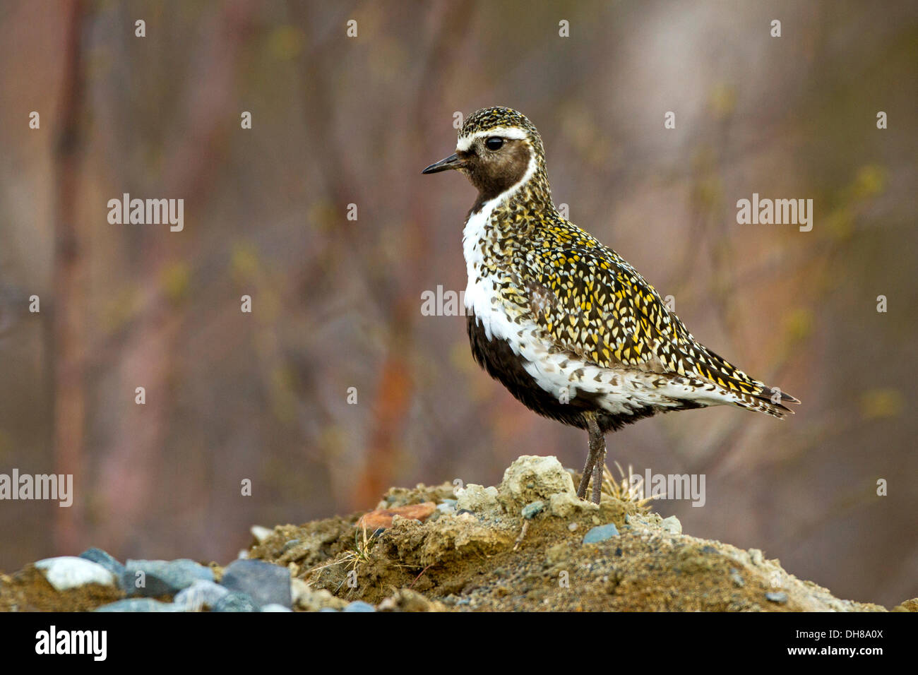 Golden Plovers High Resolution Stock Photography and Images - Alamy