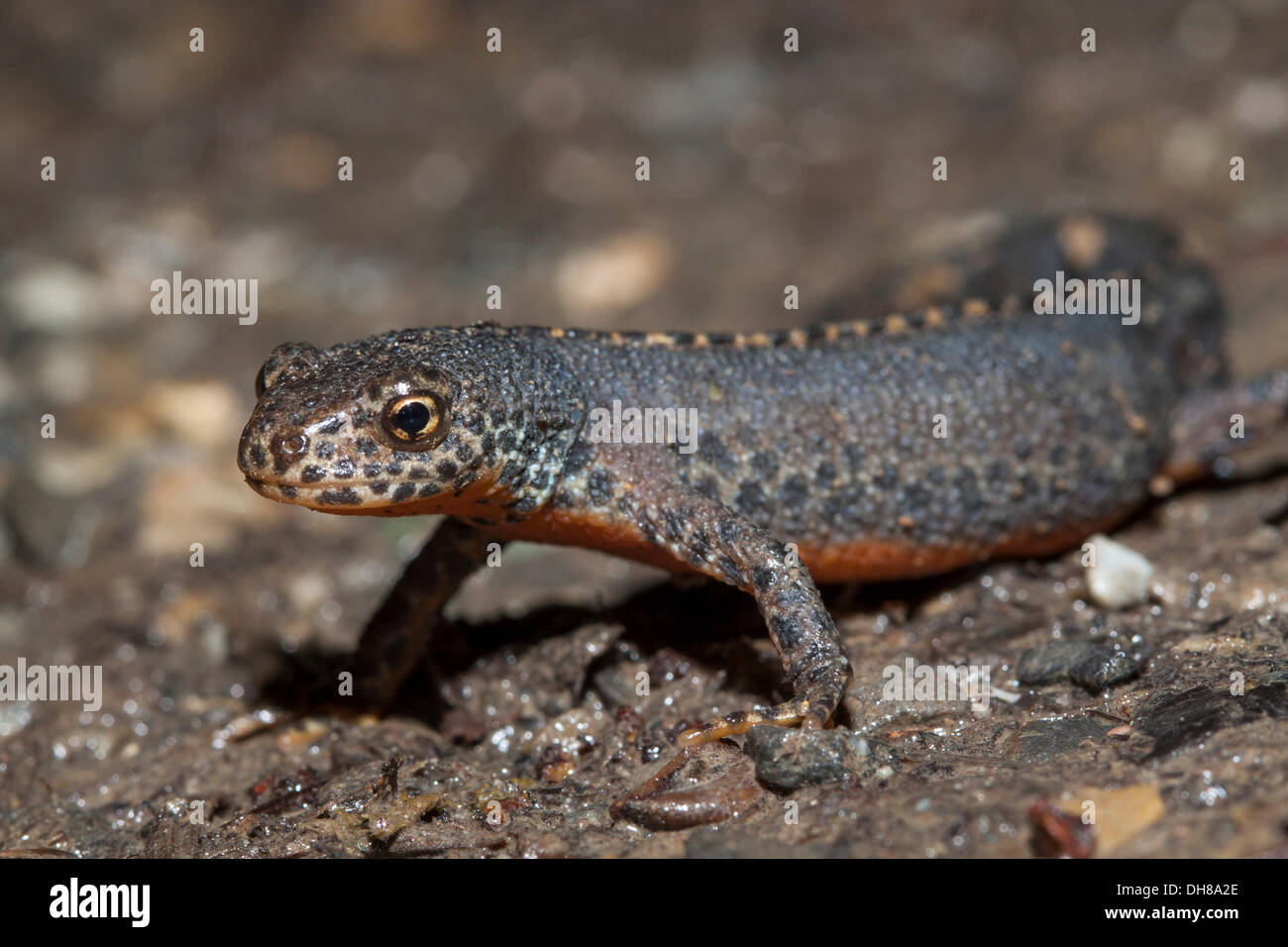 Alpine Newts High Resolution Stock Photography and Images - Alamy