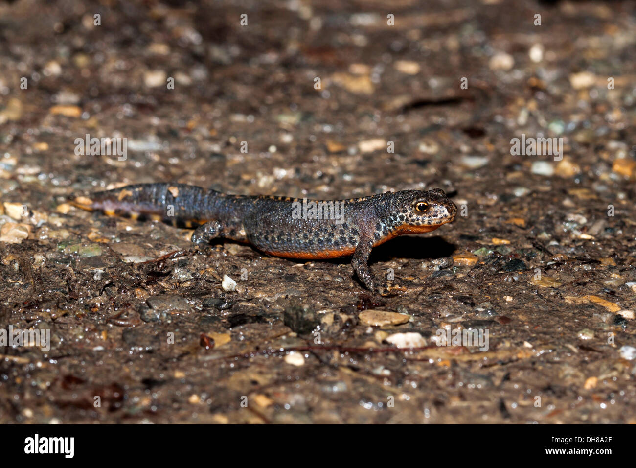 Alpine Newts High Resolution Stock Photography and Images - Alamy