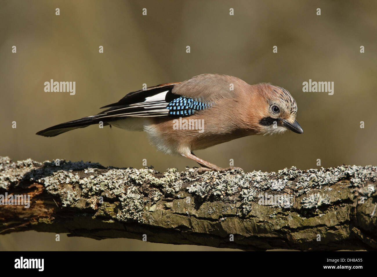 Eurasian Jay (Garrulus glandarius Stock Photo - Alamy