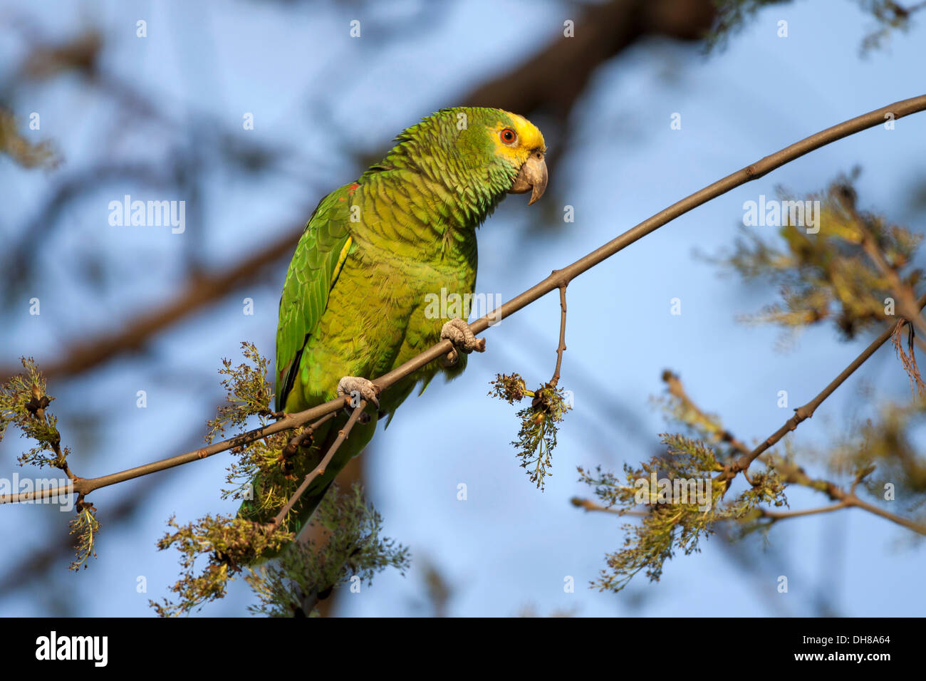 Yellow Headed Amazon Amazona Oratrix High Resolution Stock Photography ...