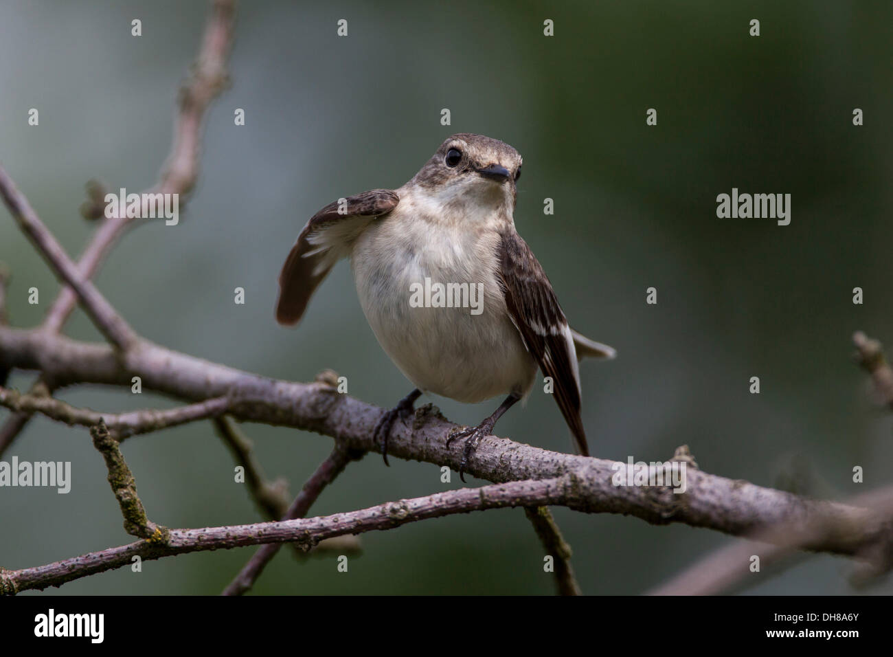 Collared Flycatcher High Resolution Stock Photography and Images - Alamy