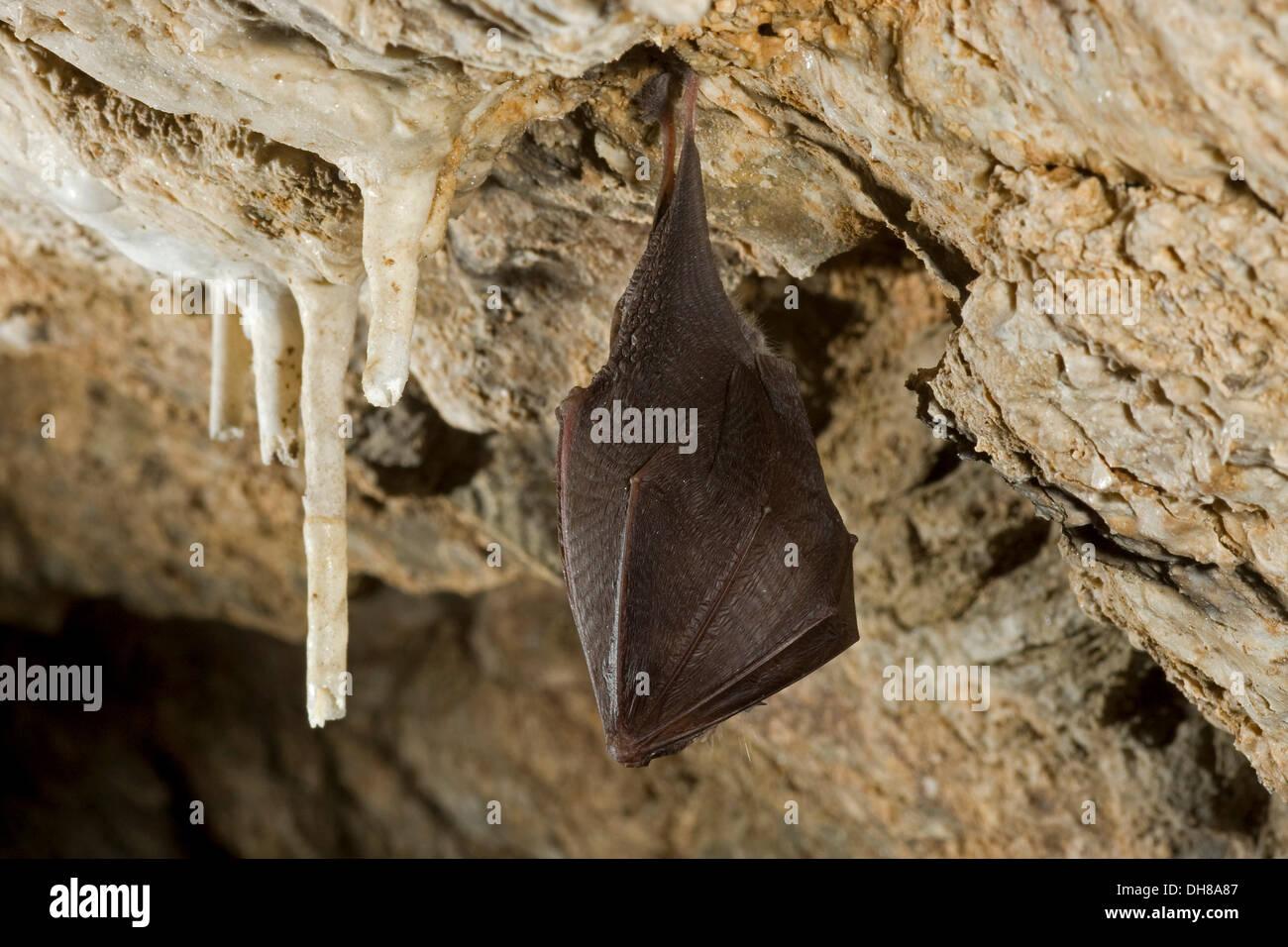 Lesser horseshoe bat (Rhinolophus hipposideros) hibernating in a cave ...
