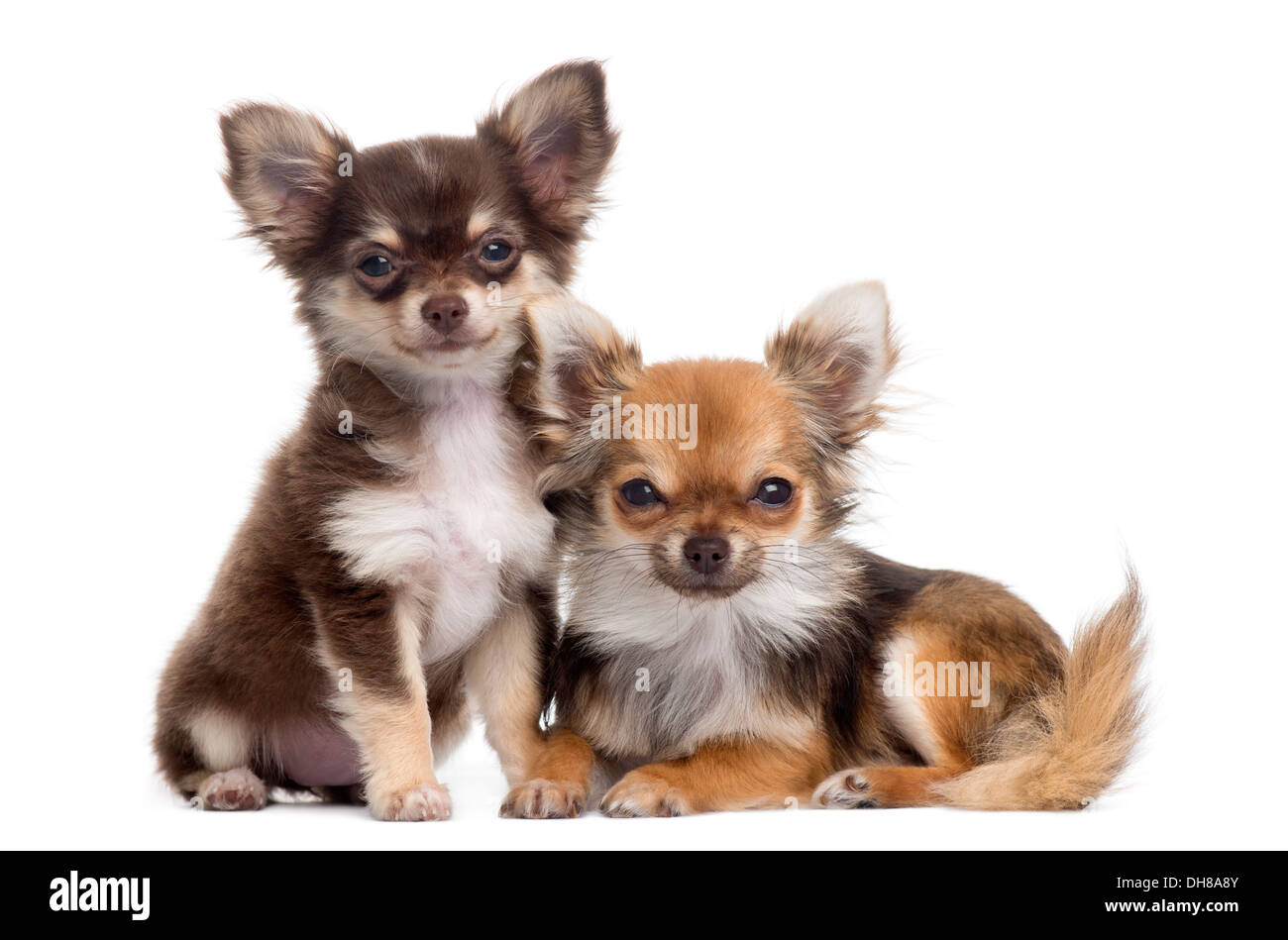 Two Chihuahuas next to each other against white background Stock Photo ...