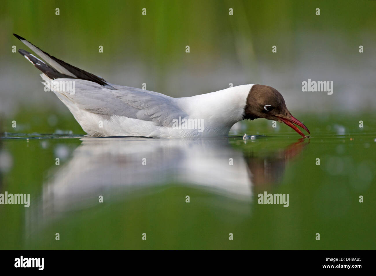 Insect vertebrata hi-res stock photography and images - Alamy