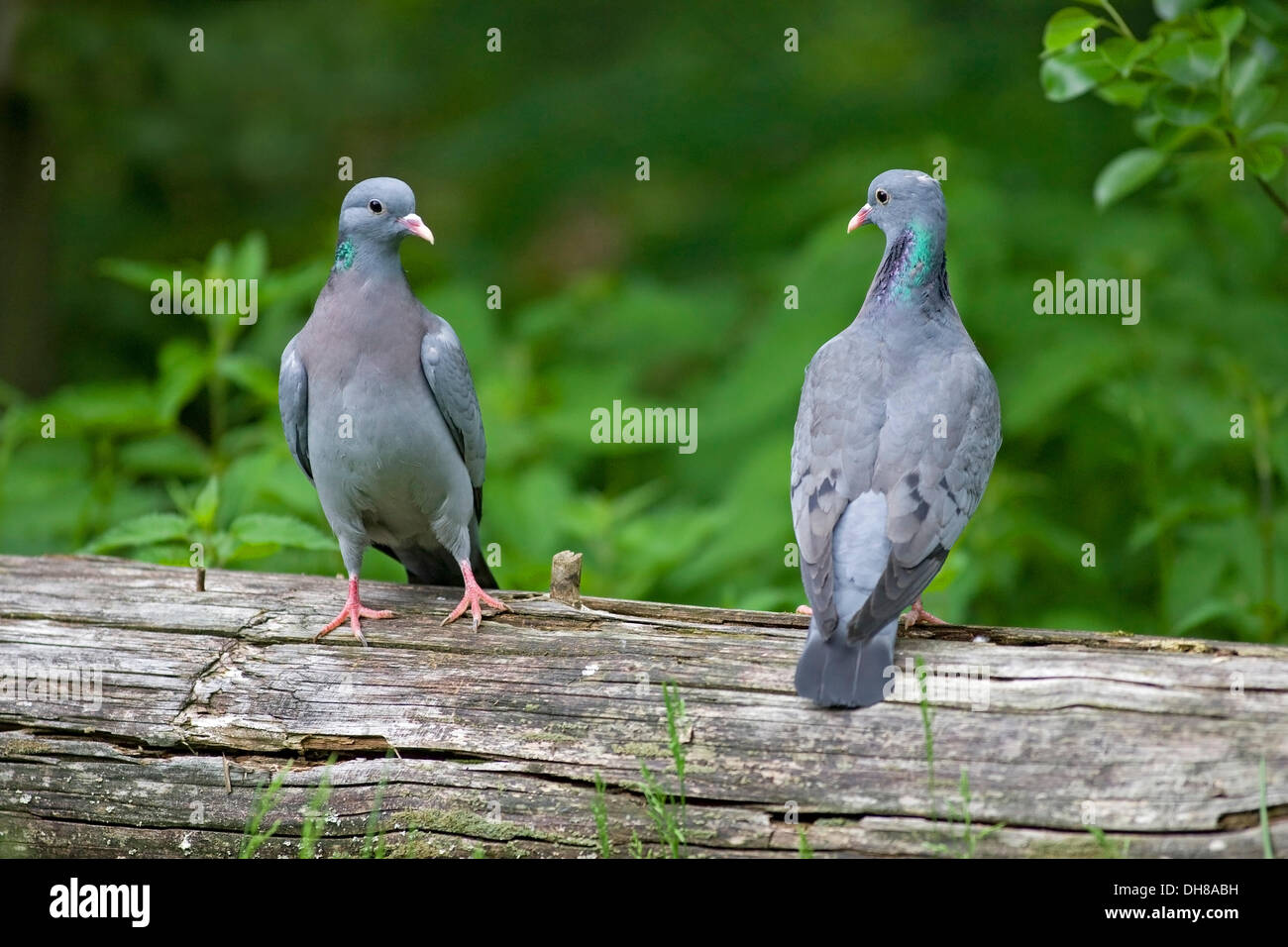 Stock Pigeon (Columba oenas), pair, Thuringia Stock Photo - Alamy