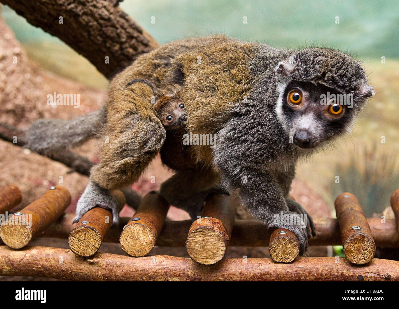 AWW LEMURS! Rare mongoose lemur twins have been born at Busch Gardens ...