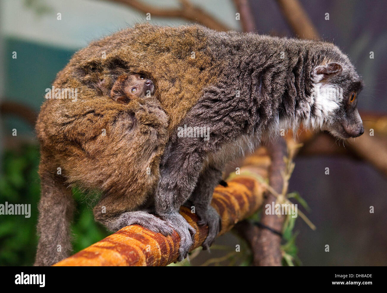 AWW LEMURS! Rare mongoose lemur twins have been born at Busch Gardens ...