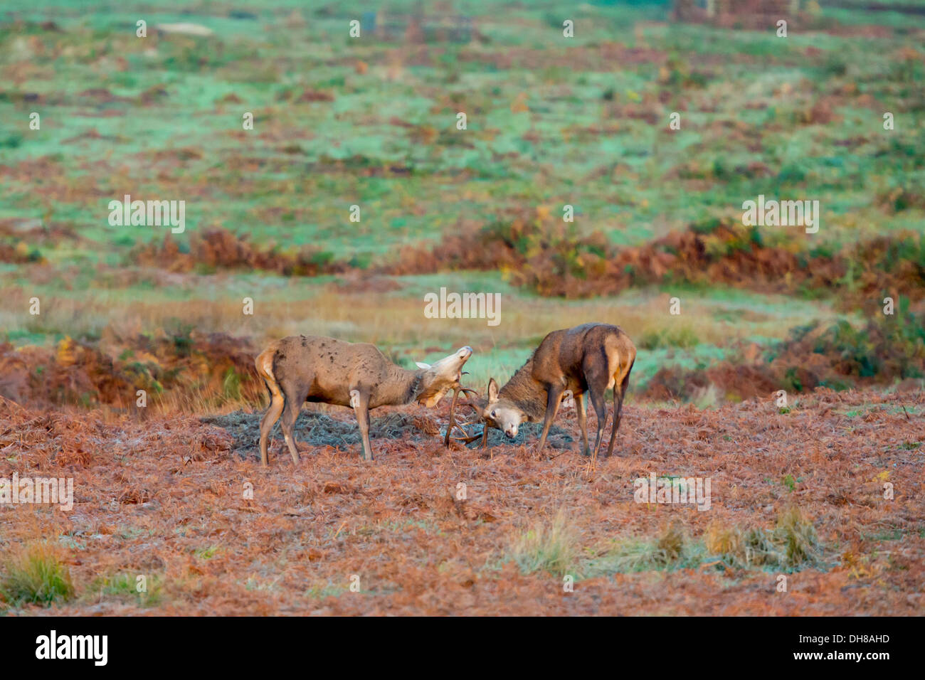 Red deer stags fighting Stock Photo - Alamy