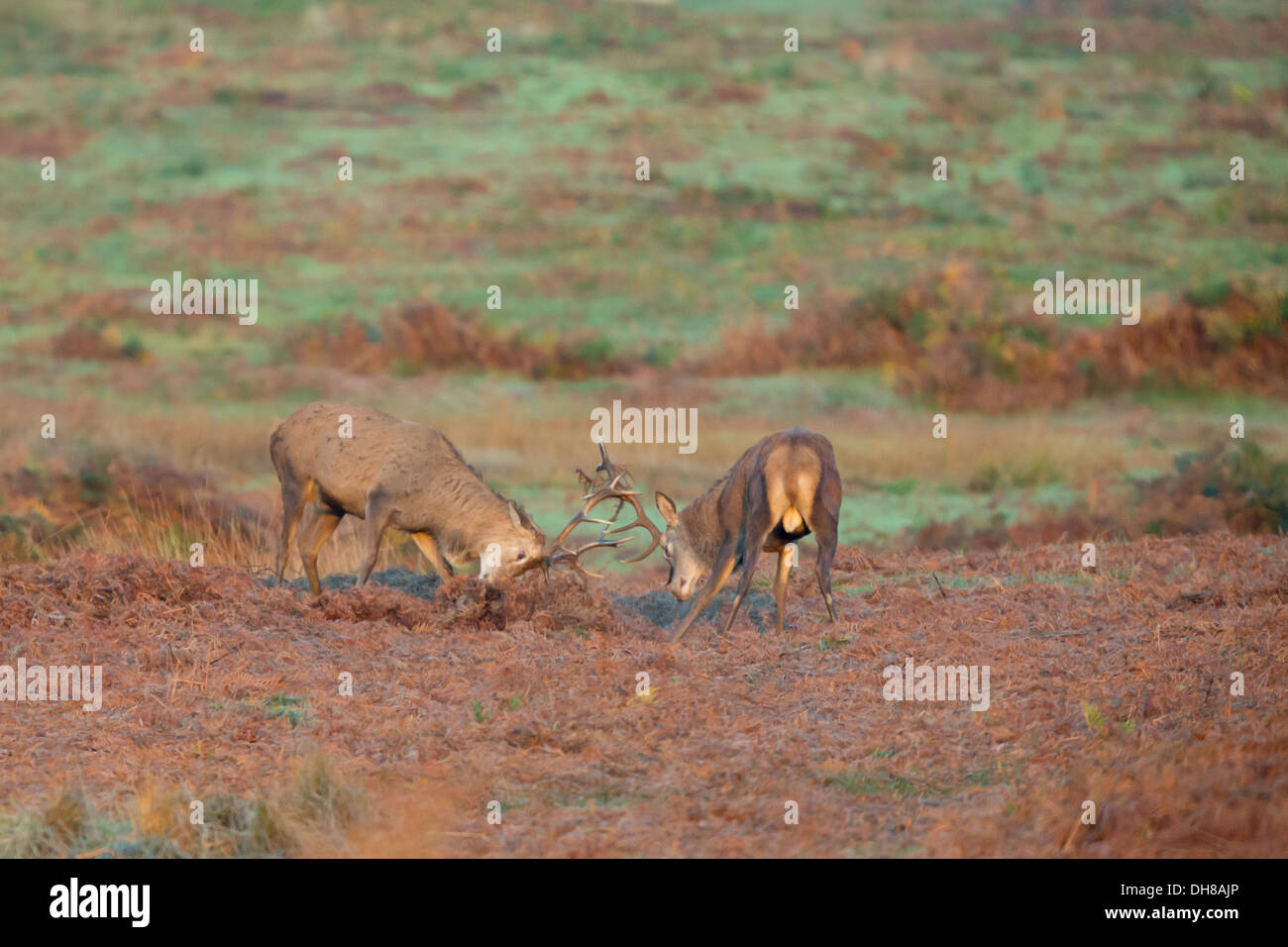 Red deer stags fighting Stock Photo - Alamy
