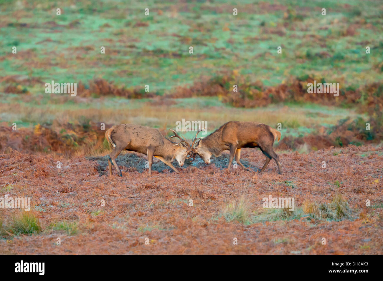 Red deer stags fighting Stock Photo - Alamy