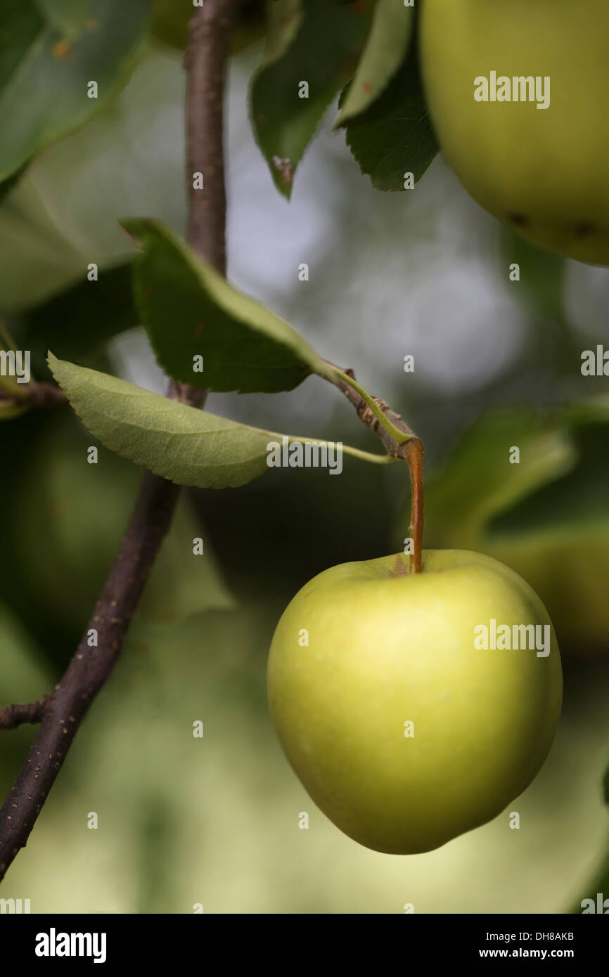 Apple tree autumn hi-res stock photography and images - Alamy