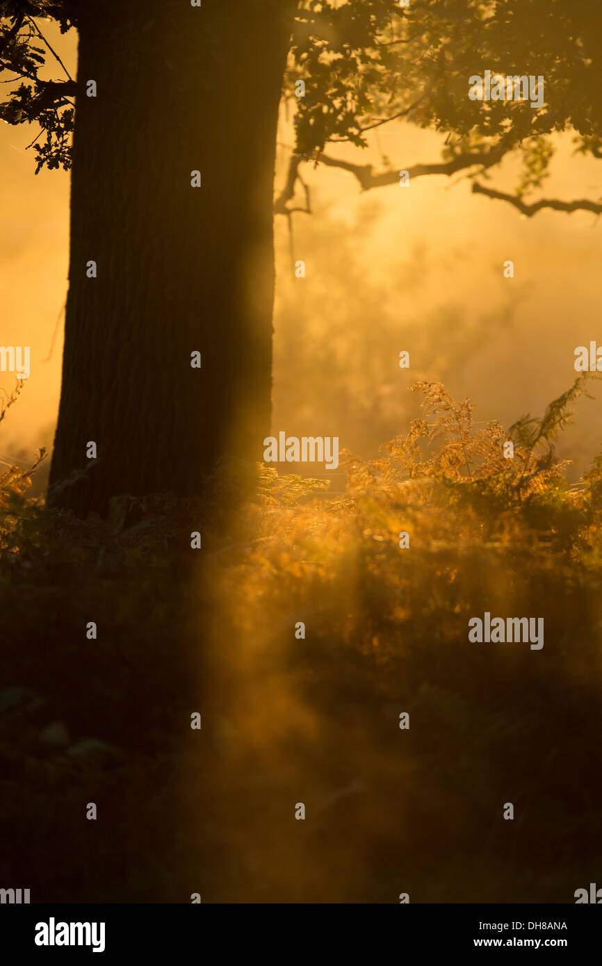 early morning sunlight Stock Photo - Alamy