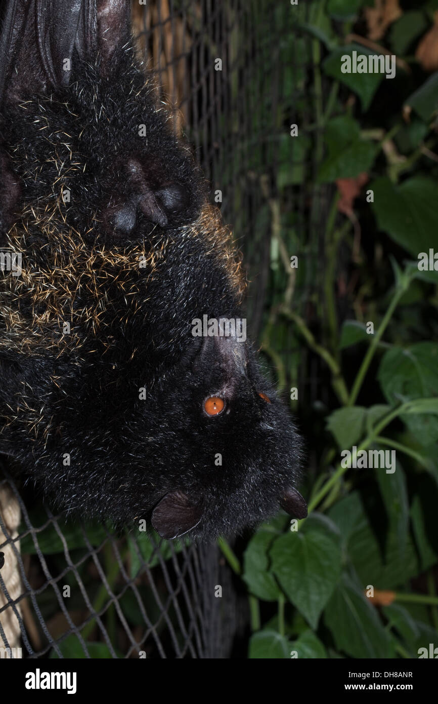 Livingstone's Fruit Bat (Pteropus livingstonii). Critically Endangered ...