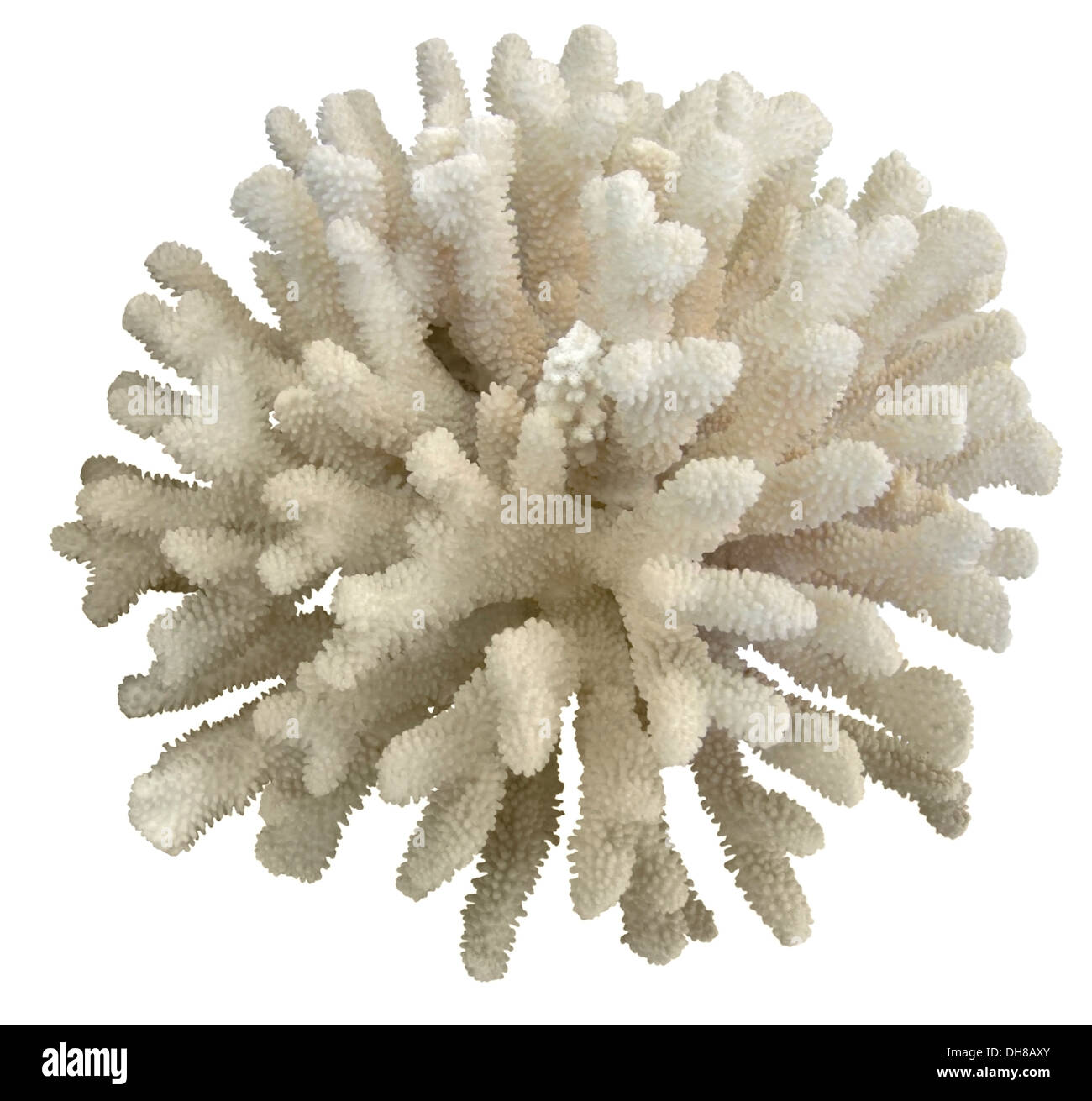 Coral reef Cut Out Stock Images & Pictures - Alamy