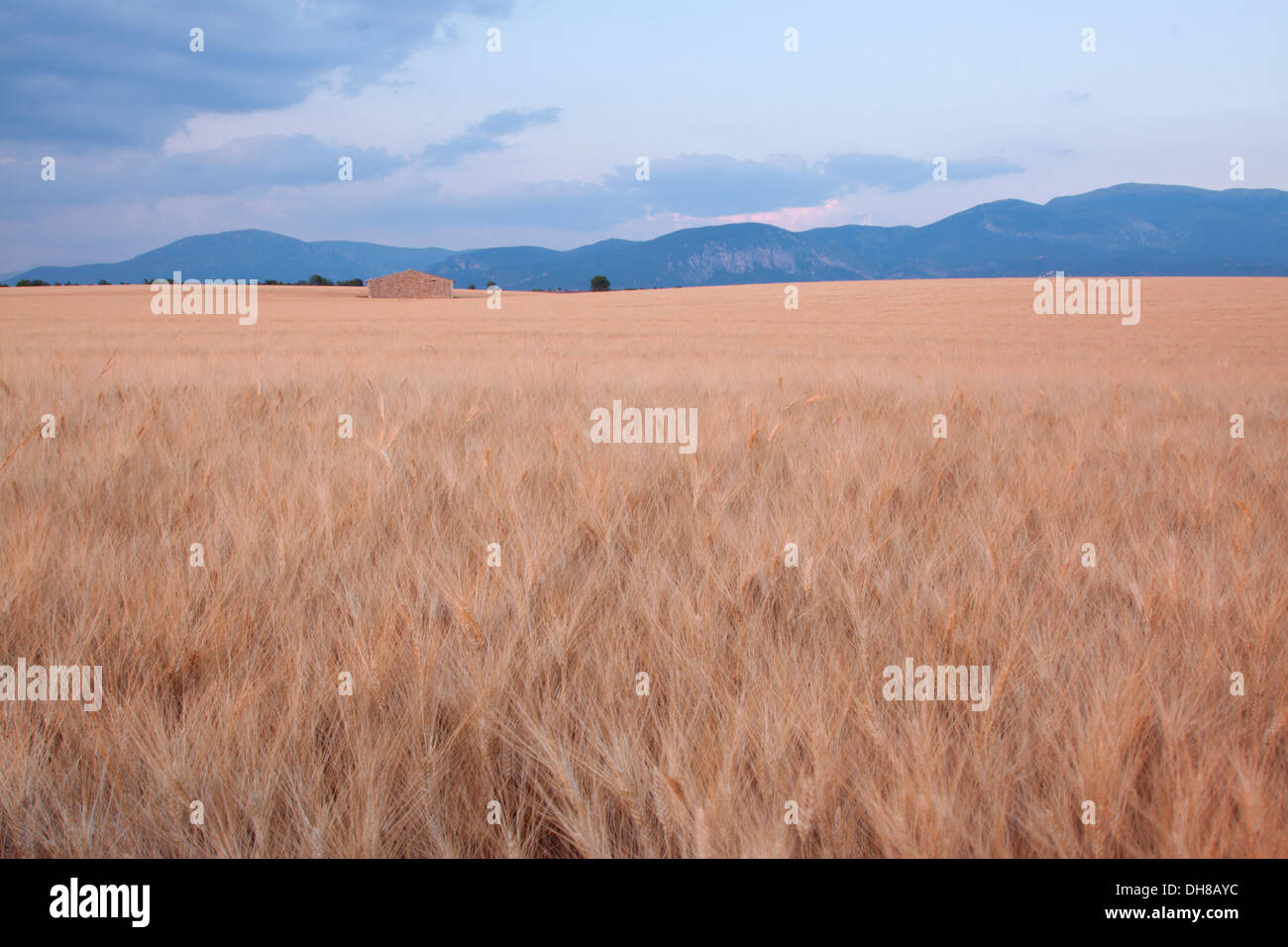 Abandoned Wheat Barn High Resolution Stock Photography and Images - Alamy