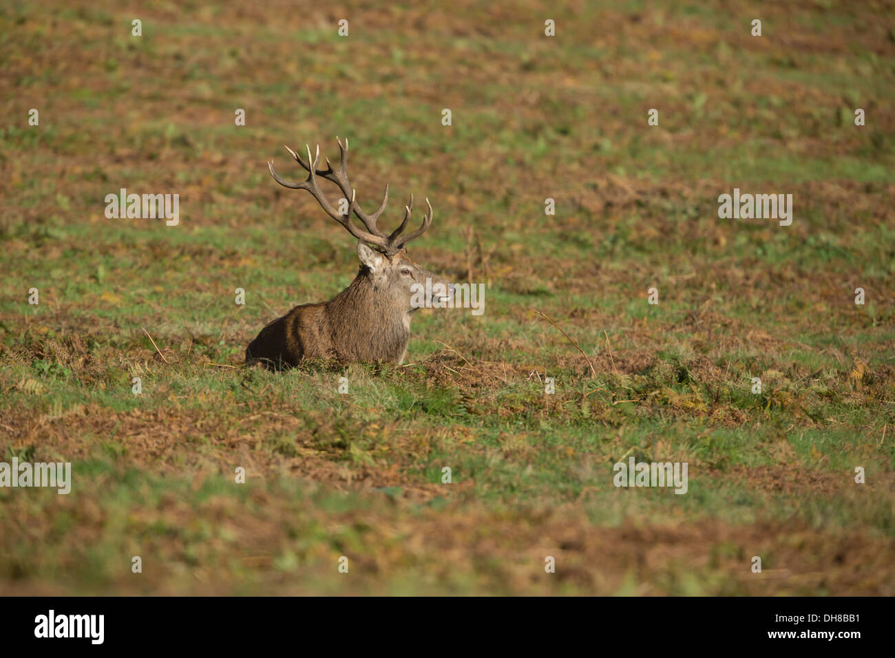 Sitting Stag High Resolution Stock Photography and Images - Alamy