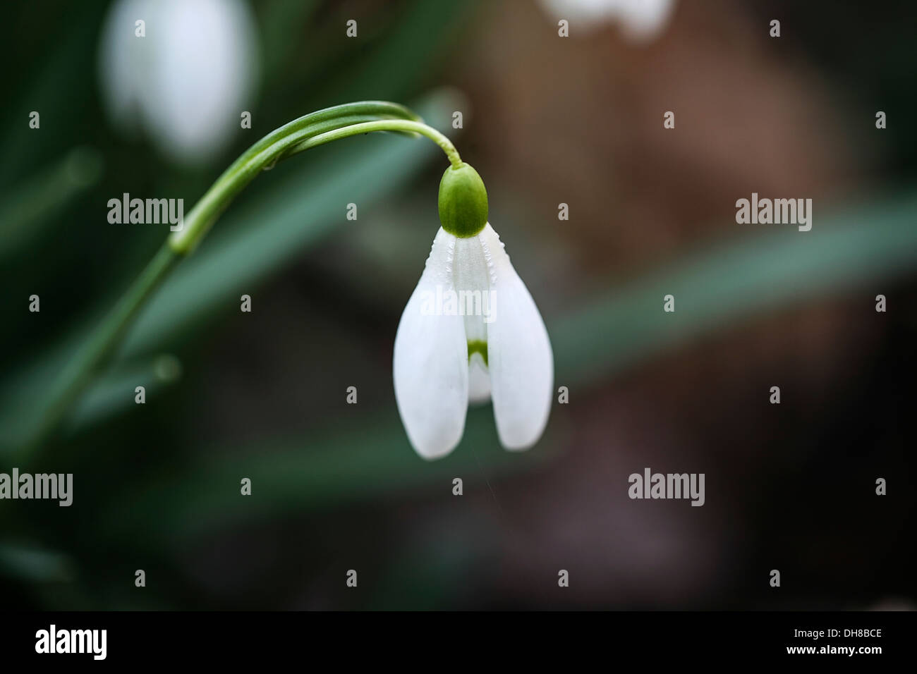 Snowdrop, Galanthus nivalis. Single flower Stock Photo - Alamy Snowdrop, Galanthus nivalis. Single flower Stock Photo - Alamy