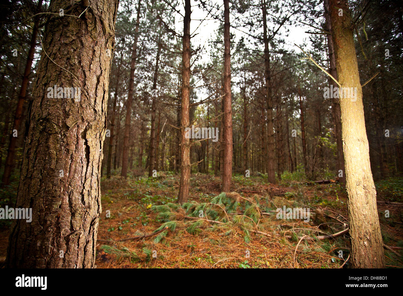 Old trees in a forest Stock Photo - Alamy