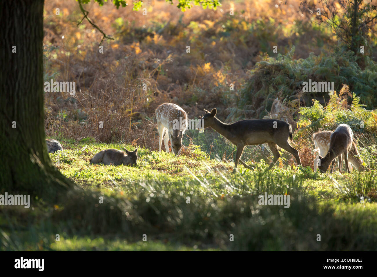 Female fallow dear hi-res stock photography and images - Alamy