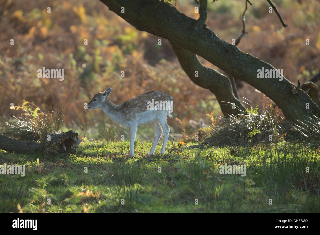 Fallow deer fawn standing in the shade of a tree Stock Photo - Alamy
