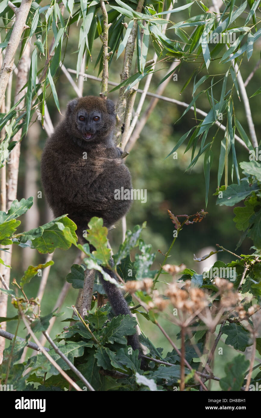 Alaotra lake hi-res stock photography and images - Alamy