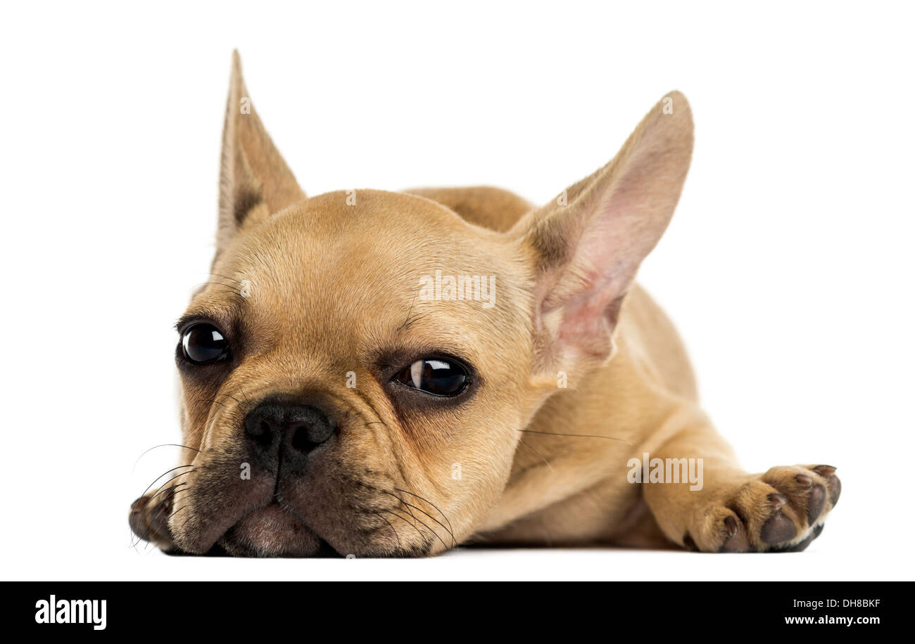 French Bulldog puppy lying down, looking at the camera against white ...