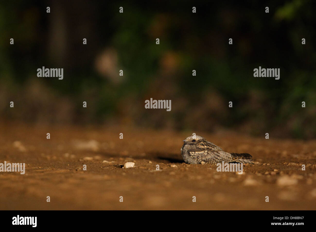 Nightjar feathers hi-res stock photography and images - Alamy