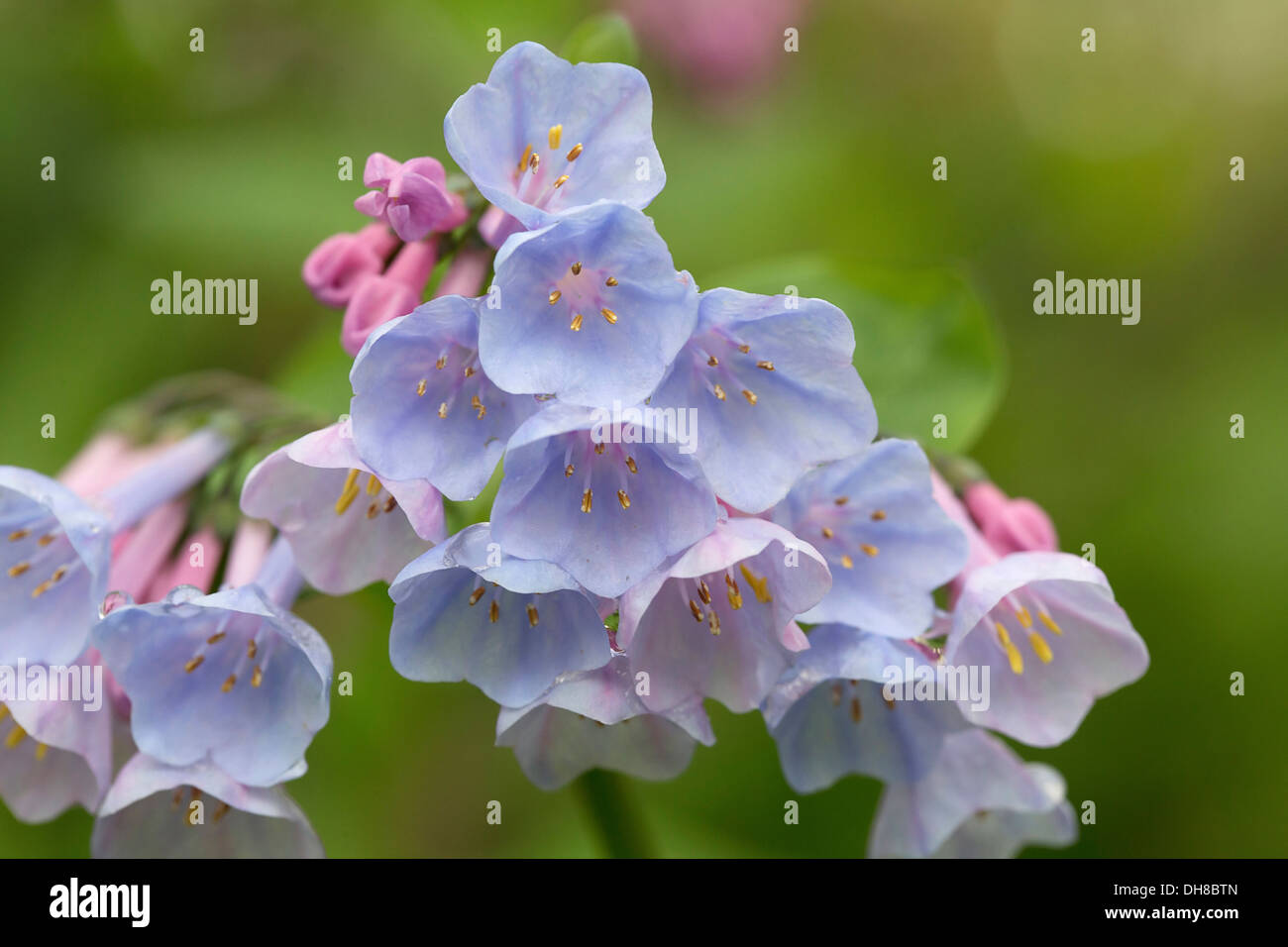 Virginia Bluebell, Mertensia virginica. Close view of flowerhead with ...