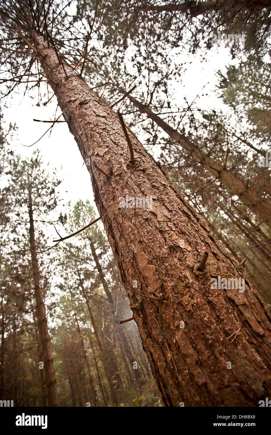 Old trees in a forest Stock Photo - Alamy