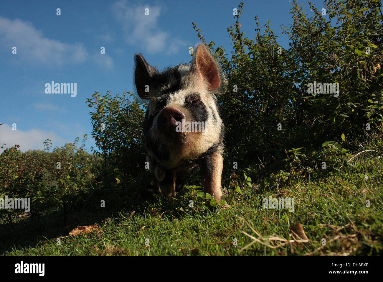 Kune kune boar hi-res stock photography and images - Alamy