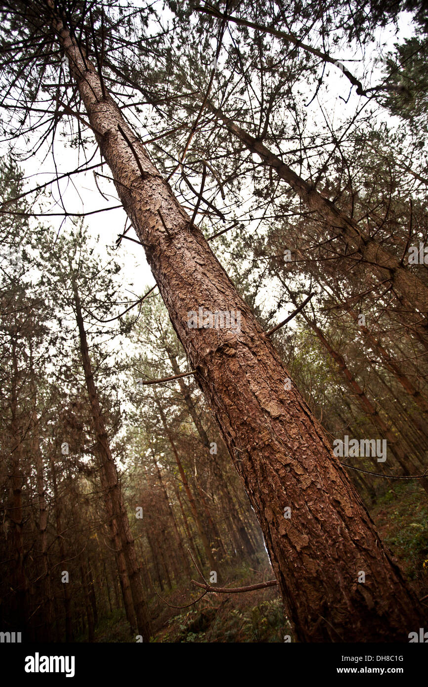 Old trees in a forest Stock Photo - Alamy
