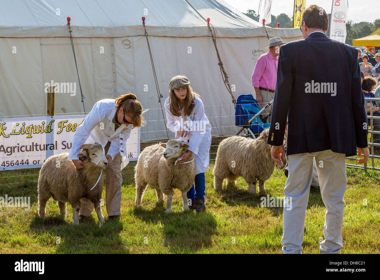 Show Sheep Judging Ring Being Judged High Resolution Stock Photography ...