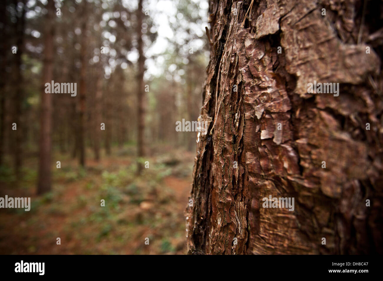 Old trees in a forest Stock Photo - Alamy