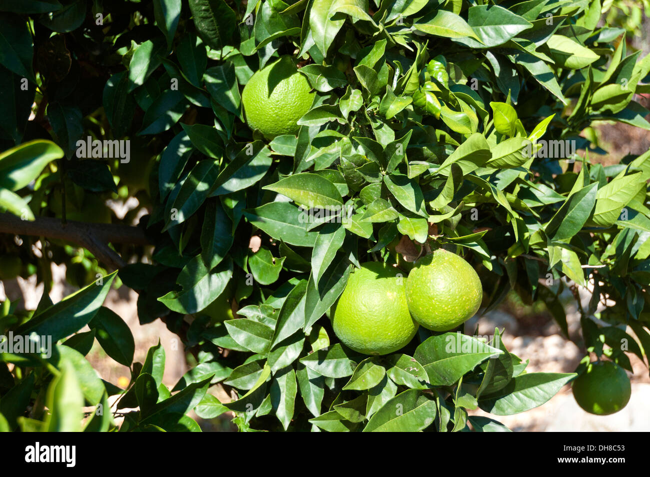 Oranges on a tree on the greek island of Meganisi Stock Photo - Alamy