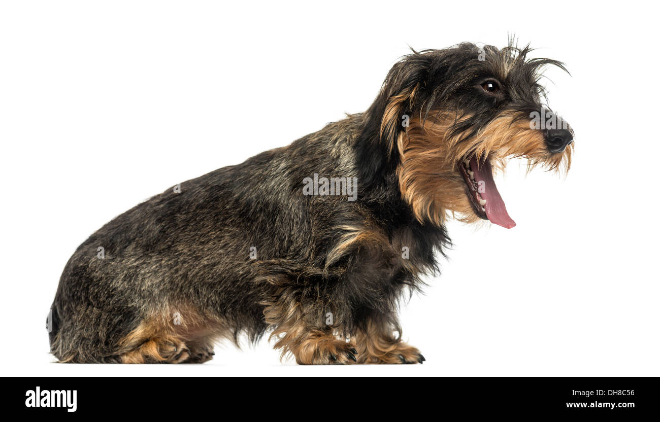 Side view of a Teckel yawning against white background Stock Photo - Alamy