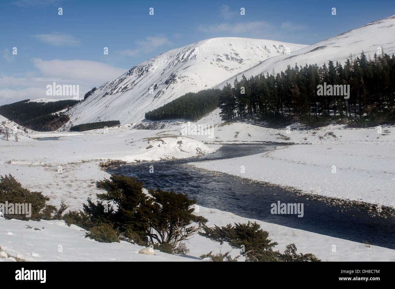 Juniper tree scotland hi-res stock photography and images - Alamy
