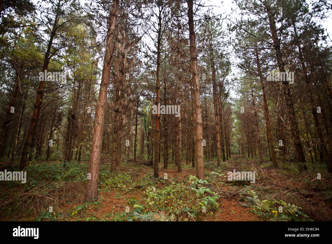 Old trees in a forest Stock Photo - Alamy