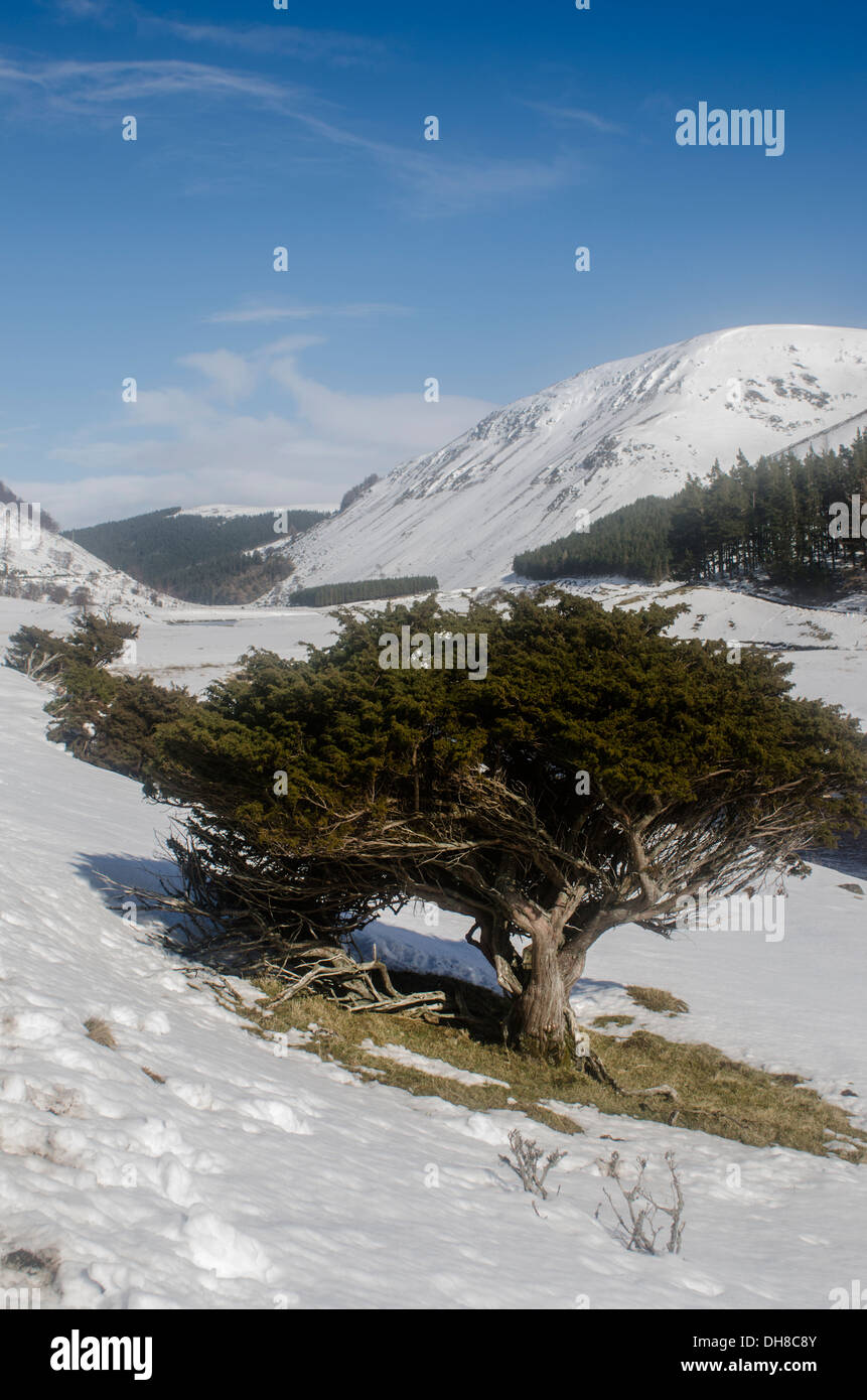 Juniper tree scotland hi-res stock photography and images - Alamy
